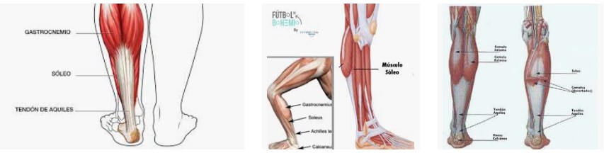 Soleo (Musculus Soleus) - La web con todos los ejemplos de contenido ...